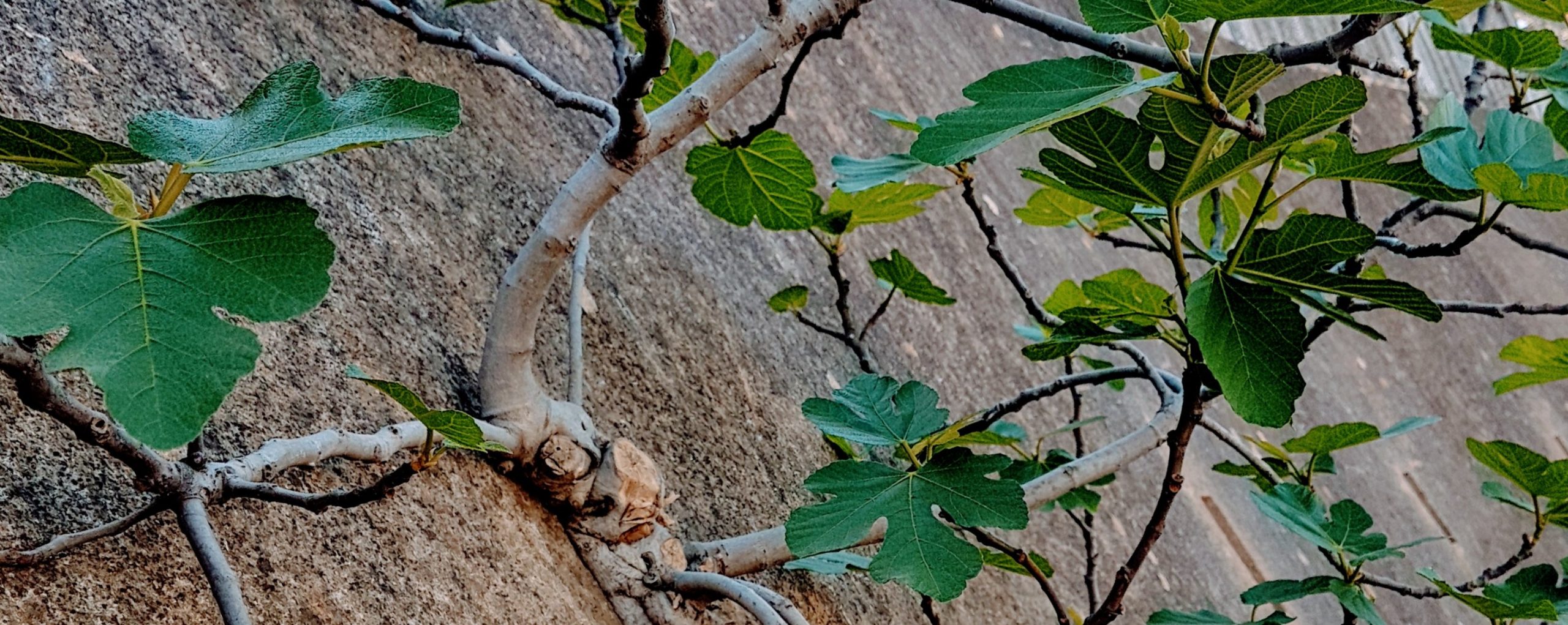 Tahdonvoima - Via Per Aspera Ad Astra - In Via: Inspiration