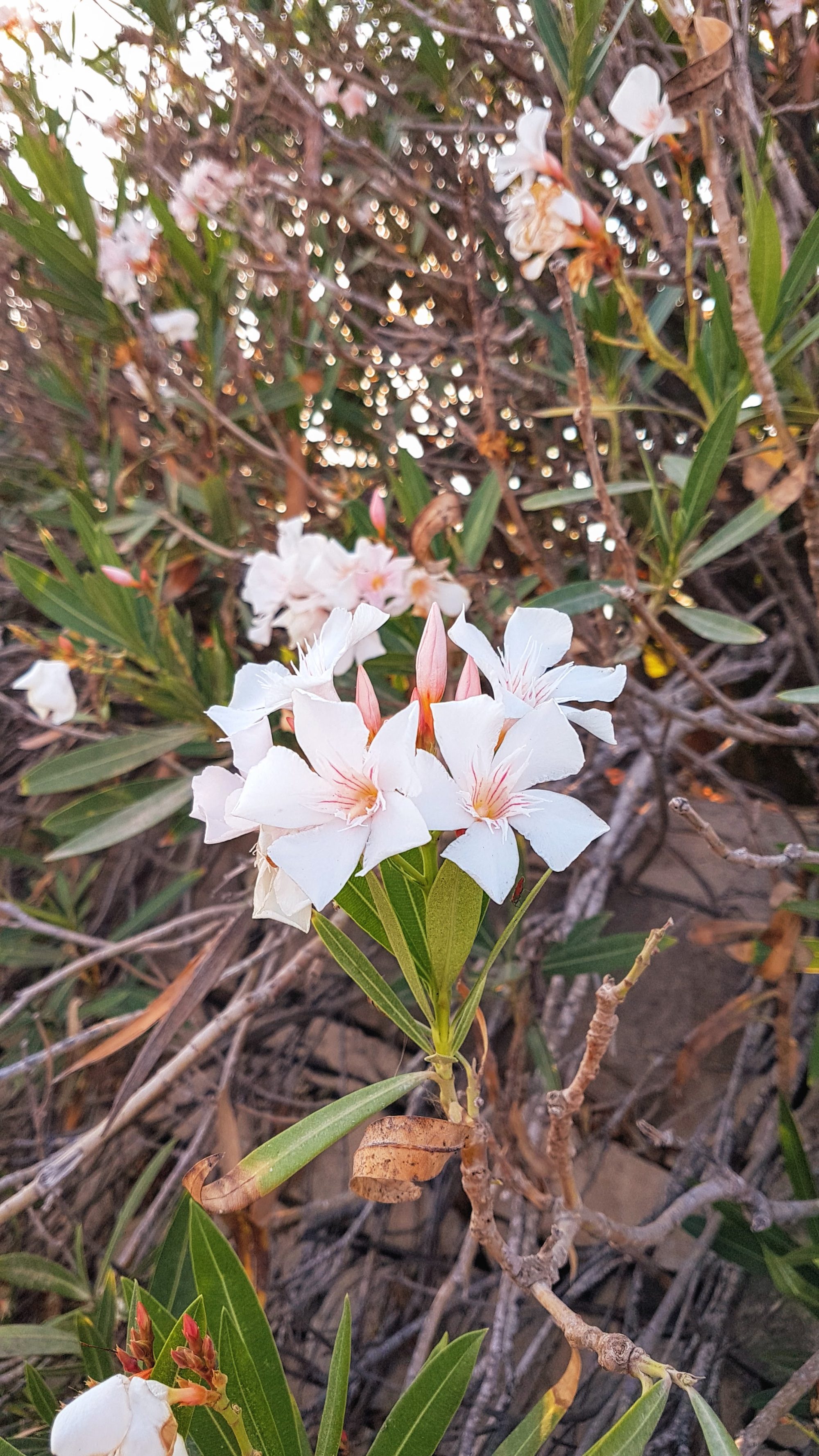 Ensimmäinen viikko oikeaa lomaa - In Via - Viikonkuulumisia