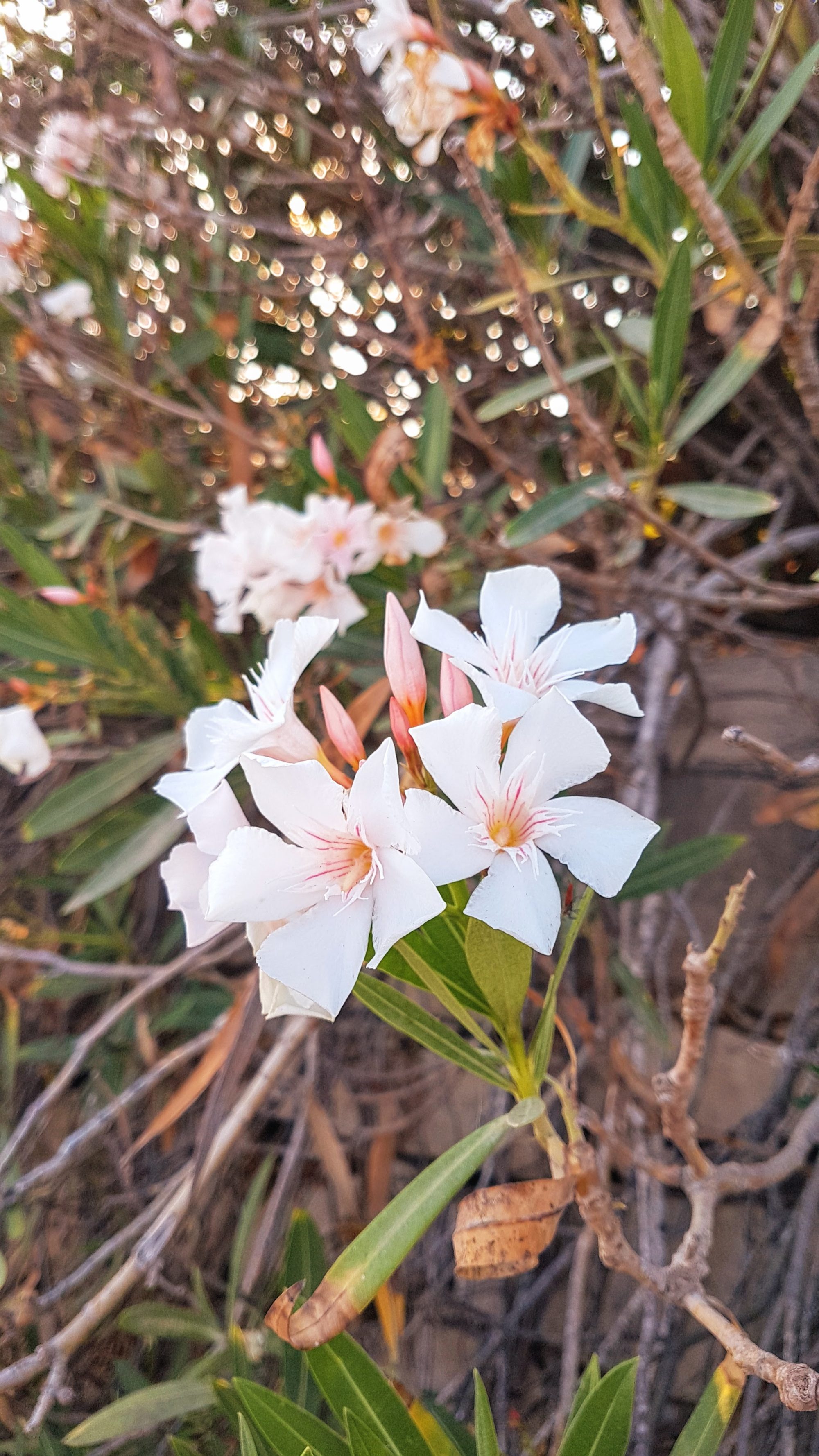 Ensimmäinen viikko oikeaa lomaa - In Via - Viikonkuulumisia